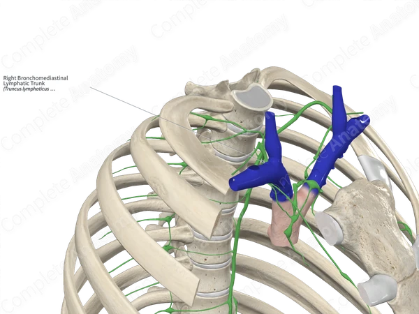 Lymph Trunk