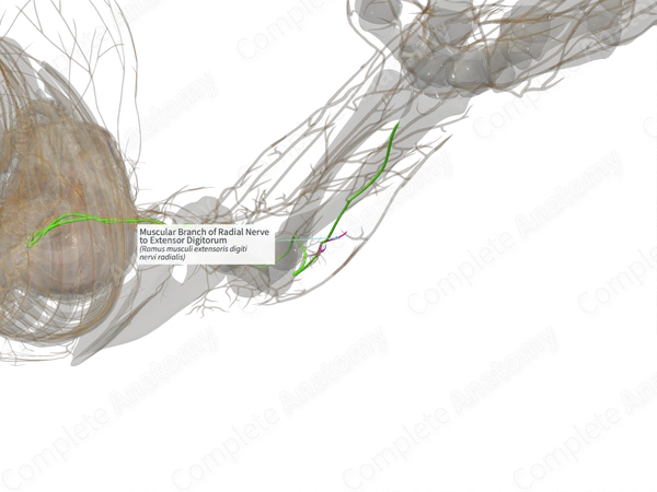 Muscular Branch of Radial Nerve to Extensor Digitorum (Left) | Complete ...