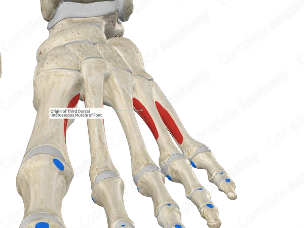 Origin of Third Dorsal Interosseous Muscle of Foot | Complete Anatomy