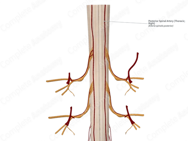 Posterior Spinal Artery