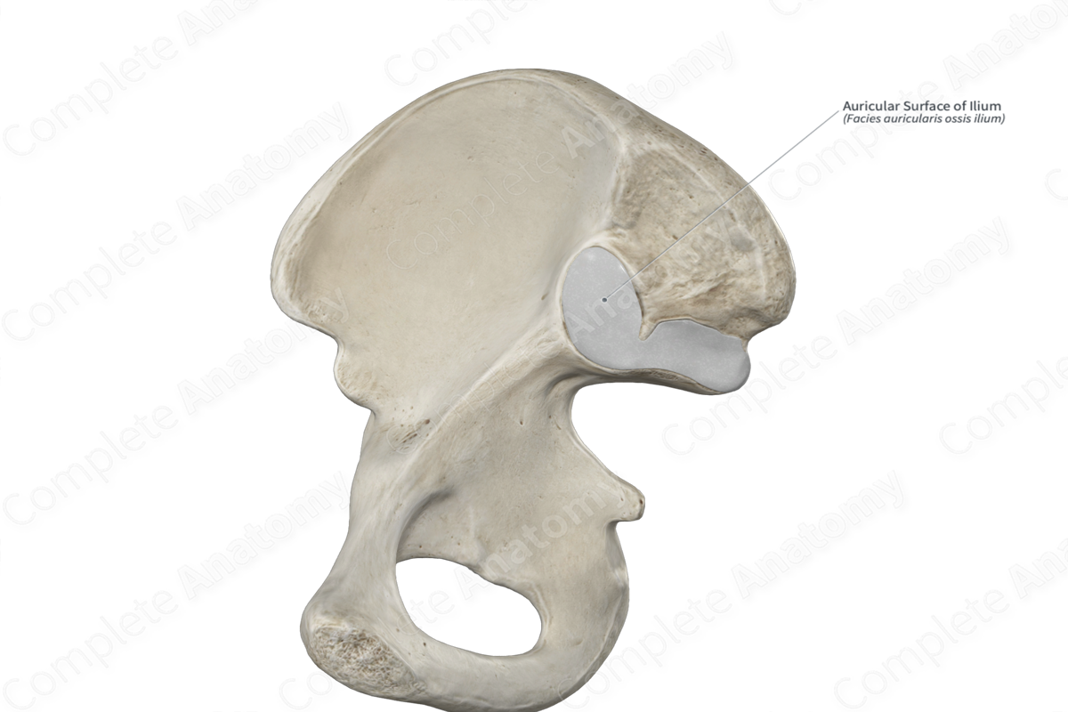 Auricular Surface Of Ilium Complete Anatomy
