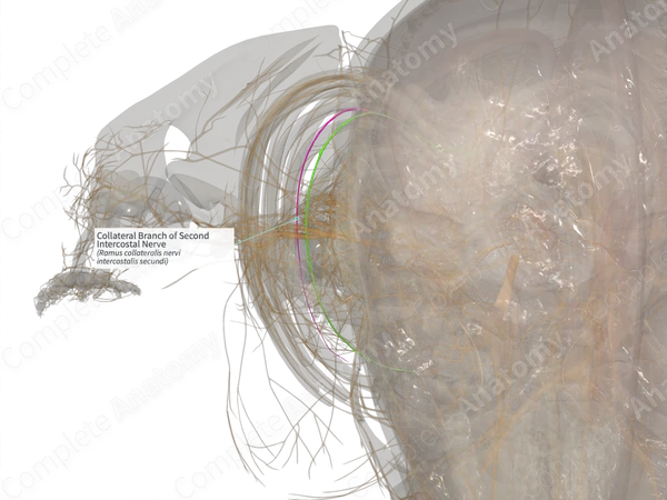 Collateral Branch of Second Intercostal Nerve (Left) | Complete Anatomy