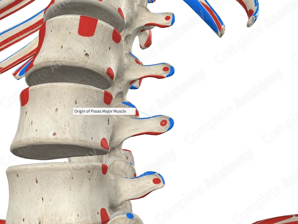 Origin of Psoas Major Muscle | Complete Anatomy