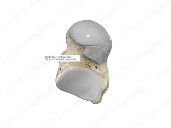 Middle Facet for Calcaneus | Complete Anatomy