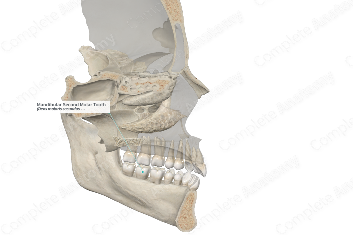 Mandibular Second Molar Tooth | Complete Anatomy