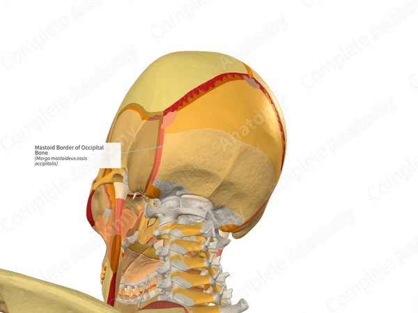 Mastoid Border of Occipital Bone (Left) | Complete Anatomy