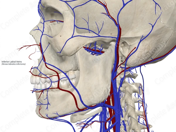 Inferior Labial Veins | Complete Anatomy