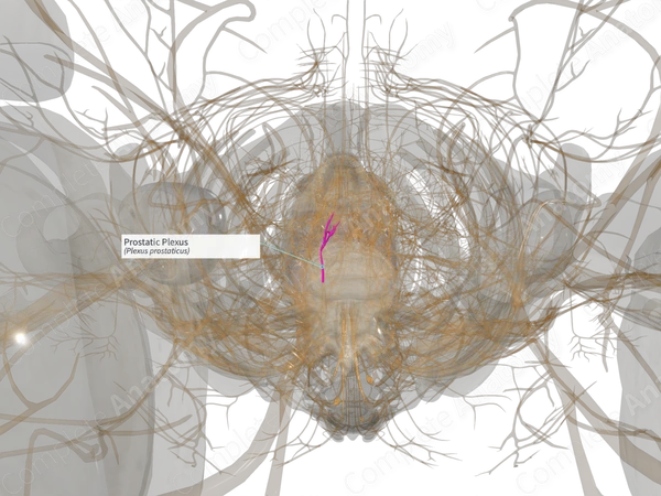 Prostatic Plexus (Left) | Complete Anatomy