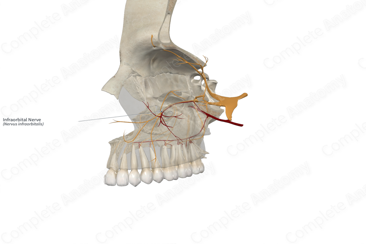 Infraorbital Nerve Complete Anatomy