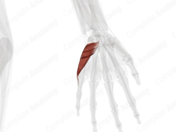 Hypothenar Muscles (Left) | Complete Anatomy