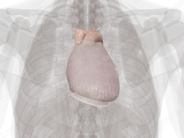 Heart & Pericardium | Complete Anatomy