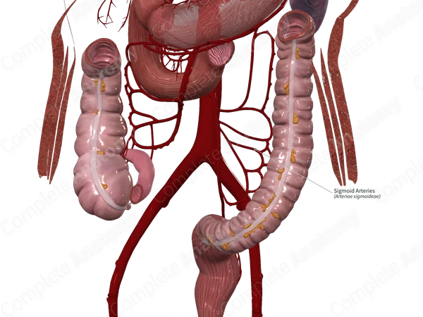 Sigmoid Arteries | Complete Anatomy