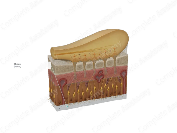 Mucus | Complete Anatomy