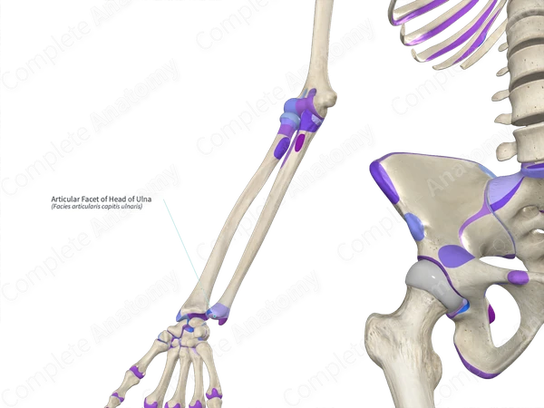Articular Facet of Head of Ulna | Complete Anatomy