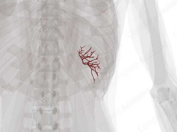 Arteries of Spleen | Complete Anatomy