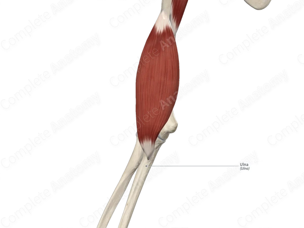 Ulna Anatomy Britannicacom Ulnar Nerve: Origin, Course, Branches And