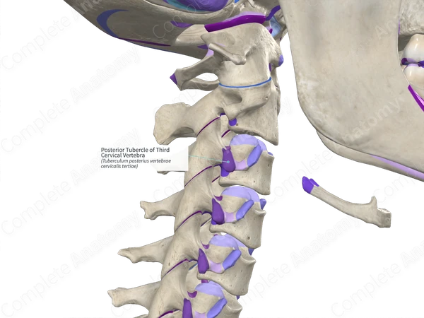 Posterior Tubercle of Third Cervical Vertebra (Right) | Complete Anatomy