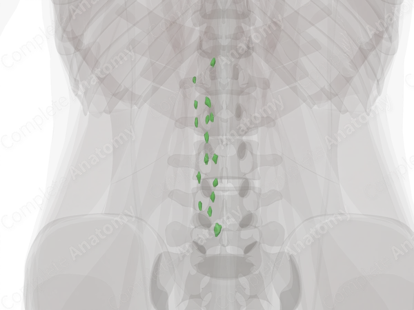 Right Lumbar Nodes | Complete Anatomy