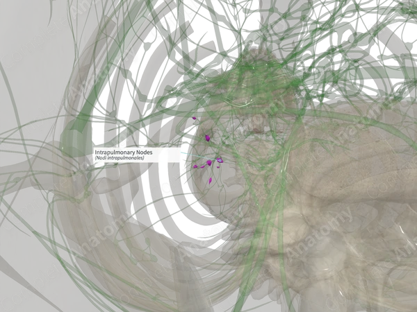 Intrapulmonary Nodes (Right) | Complete Anatomy