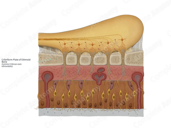 Cribriform Plate of Ethmoid Bone | Complete Anatomy