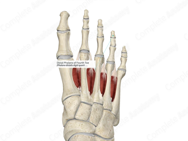 Distal Phalanx of Fourth Toe | Complete Anatomy