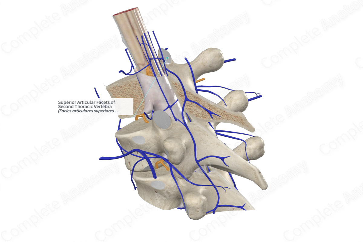 Superior Articular Facets Of Second Thoracic Vertebra Complete Anatomy