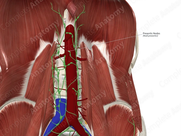 Preaortic Nodes | Complete Anatomy
