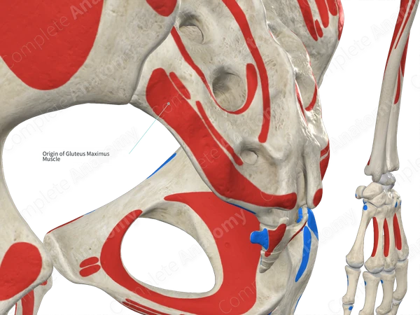 Origin of Gluteus Maximus Muscle | Complete Anatomy