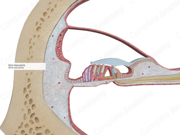 Stria Vascularis | Complete Anatomy
