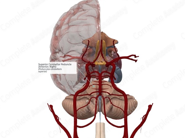 Superior Cerebellar Peduncle (Anterior; Right) | Complete Anatomy