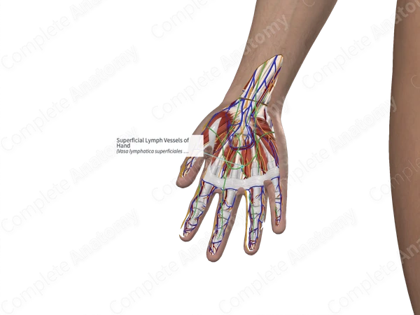 Superficial Lymph Vessels of Hand | Complete Anatomy