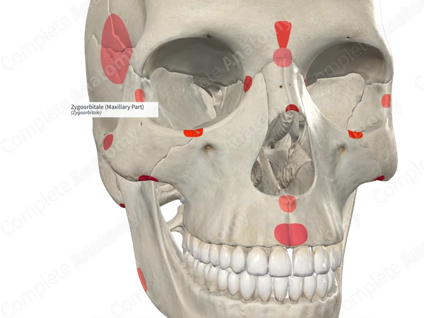 Zygoorbitale (Maxillary Part) | Complete Anatomy