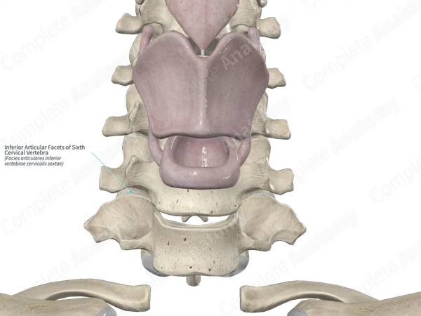 Inferior Articular Facets of Sixth Cervical Vertebra | Complete Anatomy