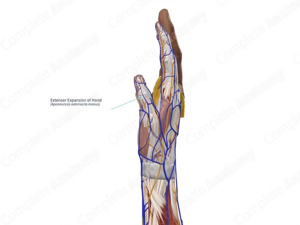 Extensor Expansion of Hand | Complete Anatomy