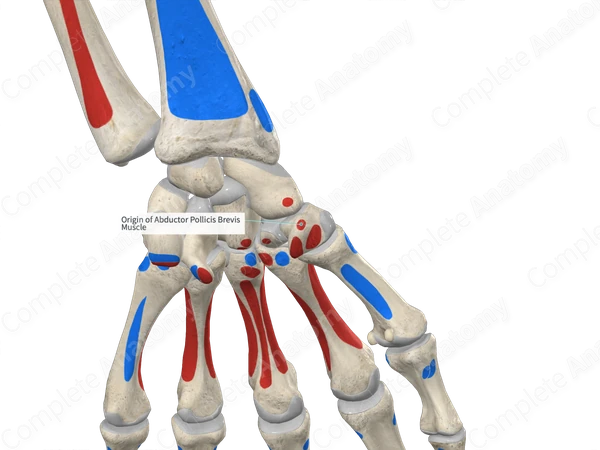 Origin of Abductor Pollicis Brevis Muscle | Complete Anatomy