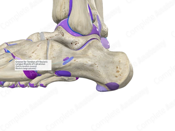 Groove for Tendon of Fibularis Longus Muscle of Calcaneus | Complete ...