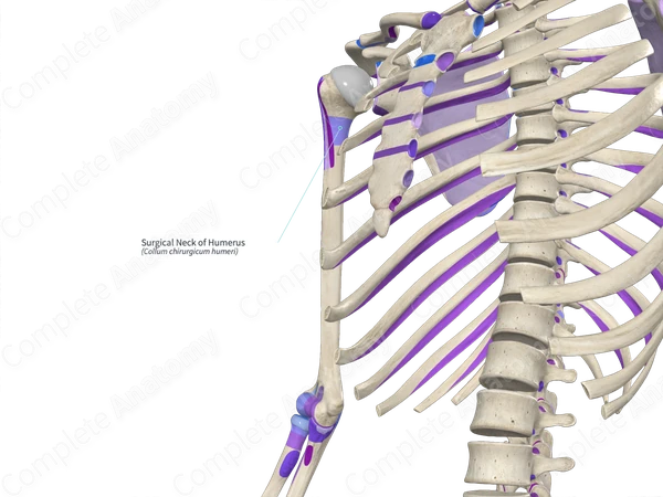 Surgical Neck of Humerus | Complete Anatomy