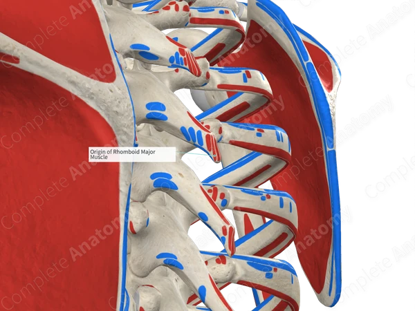 Origin of Rhomboid Major Muscle | Complete Anatomy