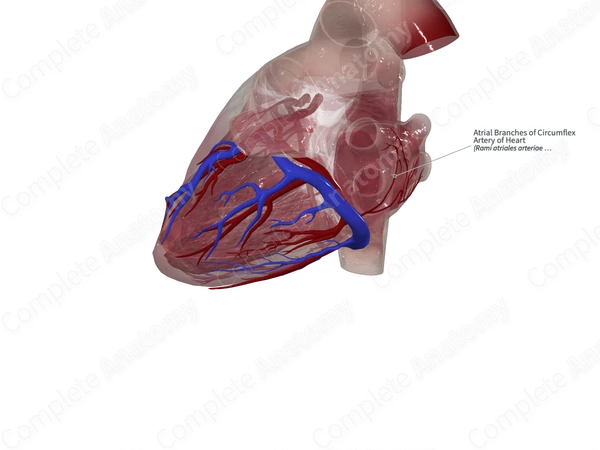 Atrial Branches of Circumflex Artery of Heart | Complete Anatomy