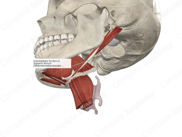 Intermediate Tendon of Digastric Muscle | Complete Anatomy