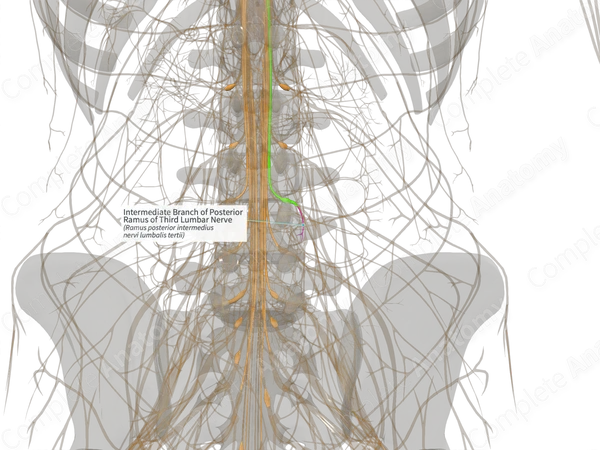 Intermediate Branch of Posterior Ramus of Third Lumbar Nerve (Right ...
