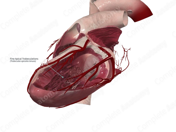 Fine Apical Trabeculations | Complete Anatomy