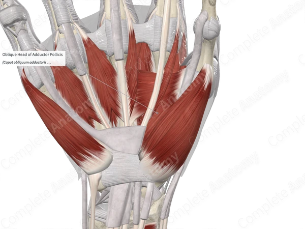Oblique Head of Adductor Pollicis | Complete Anatomy