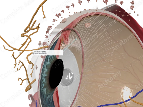 Zonular Fibers | Complete Anatomy