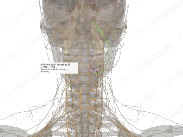 Inferior Labial Nerve