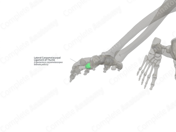 Lateral Carpometacarpal Ligament of Thumb (Right) | Complete Anatomy