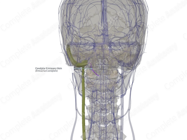 Condylar Emissary Vein (Right) | Complete Anatomy