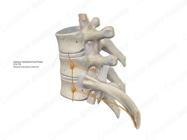 Inferior Vertebral End Plate (T4-T5) | Complete Anatomy