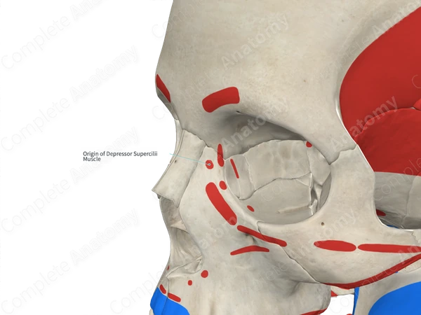 Origin of Depressor Supercilii Muscle | Complete Anatomy
