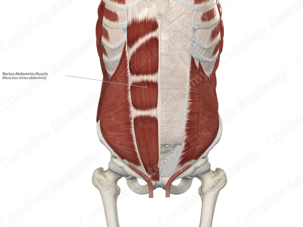 Rectus Abdominis Muscle | Complete Anatomy